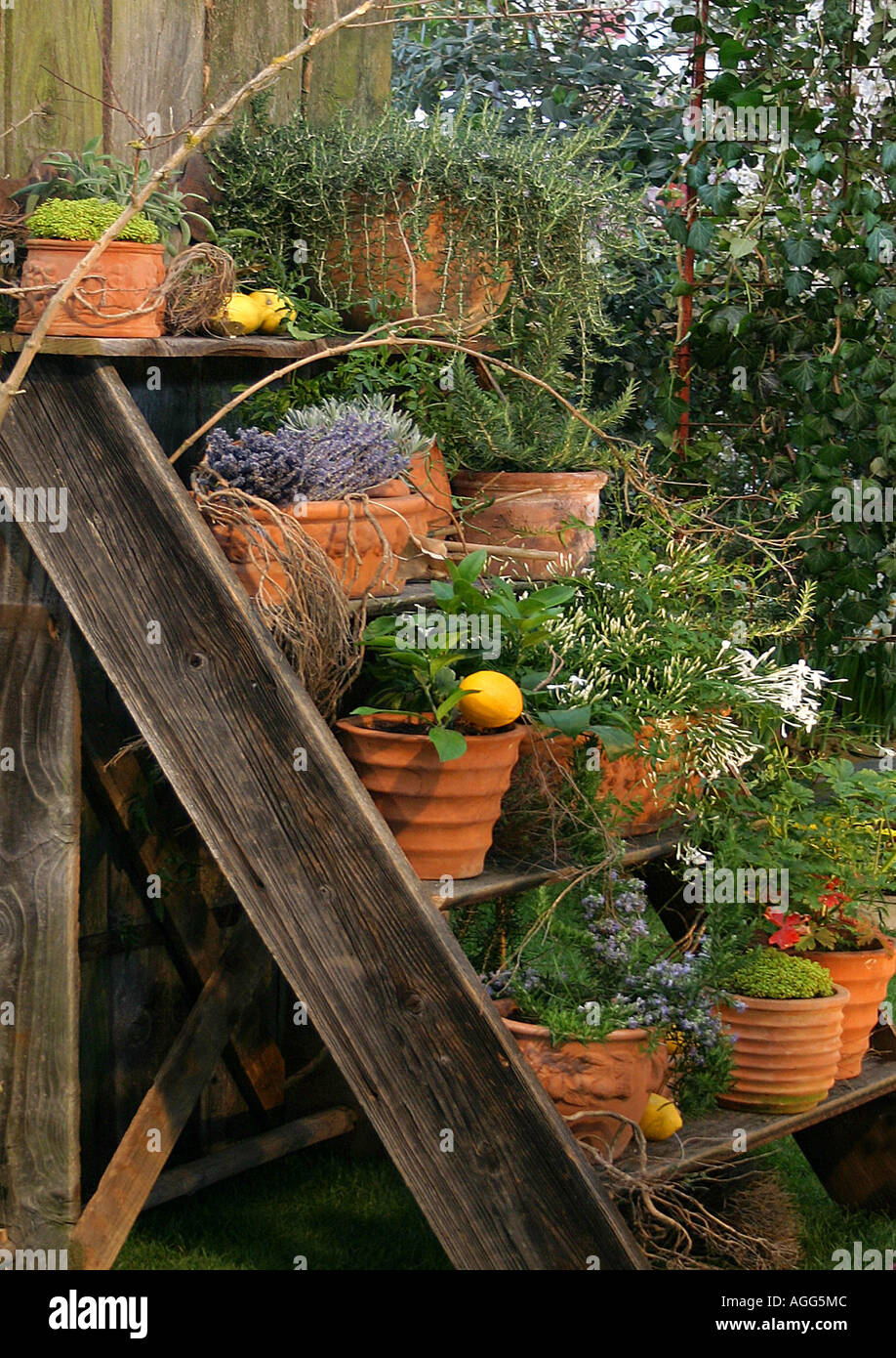 plant pots on a stair Stock Photo - Alamy
