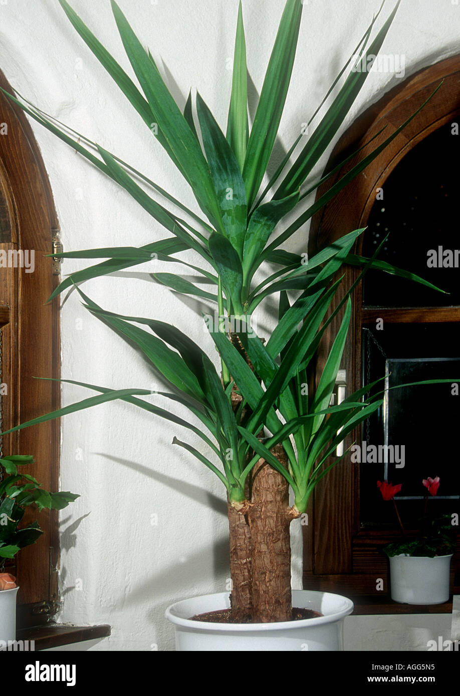 Elephant Yucca (Yucca elephantipes), single plant in a pot Stock Photo ...