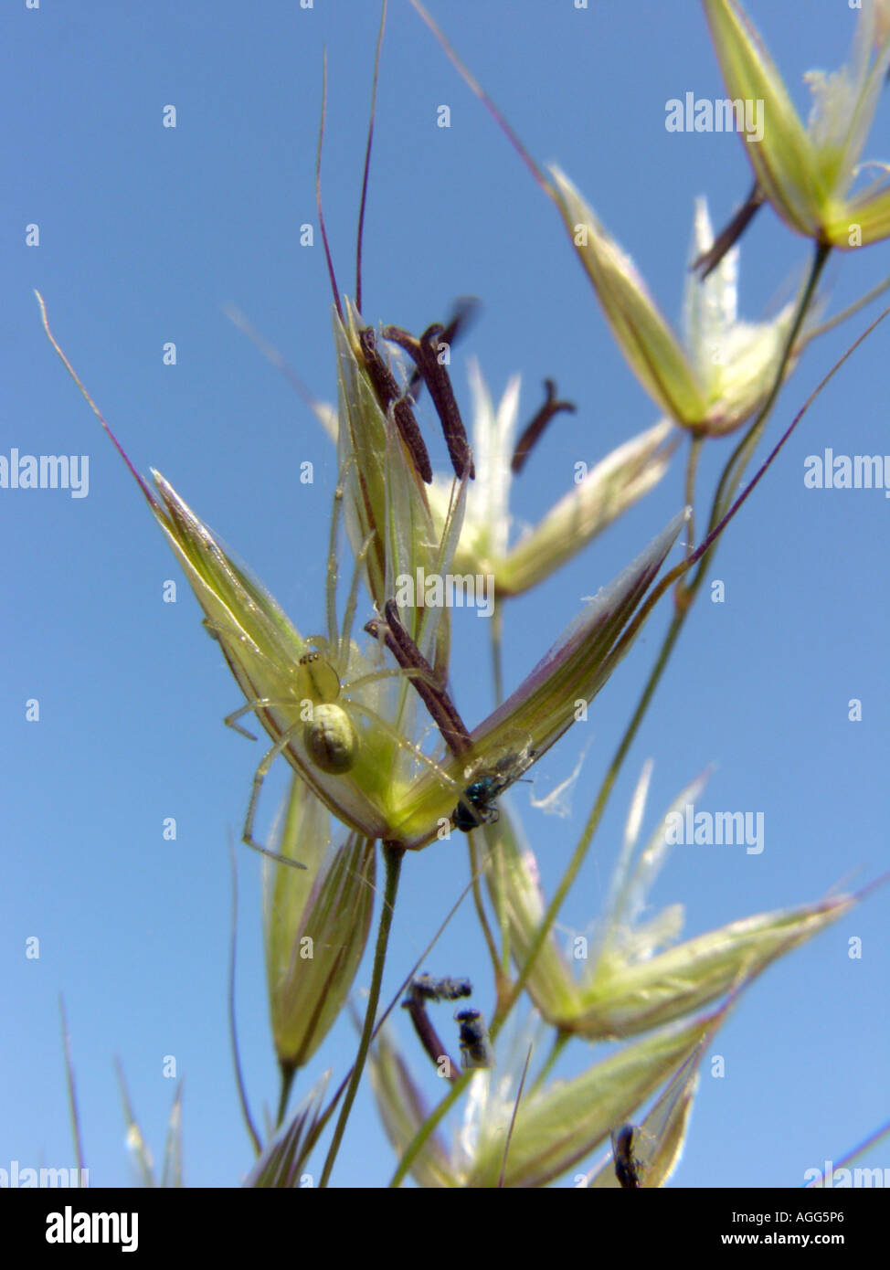 false oat-grass, tall oat-grass, tall oatgrass (Arrhenatherum elatius ...