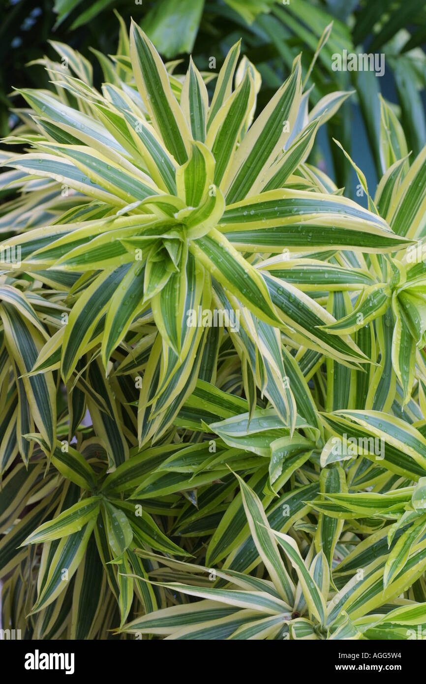 Dracaena Fragrans Leaf