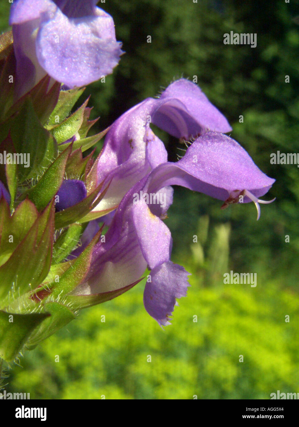 large self-heal, prunella loveliness (Prunella grandiflora), flower in ...