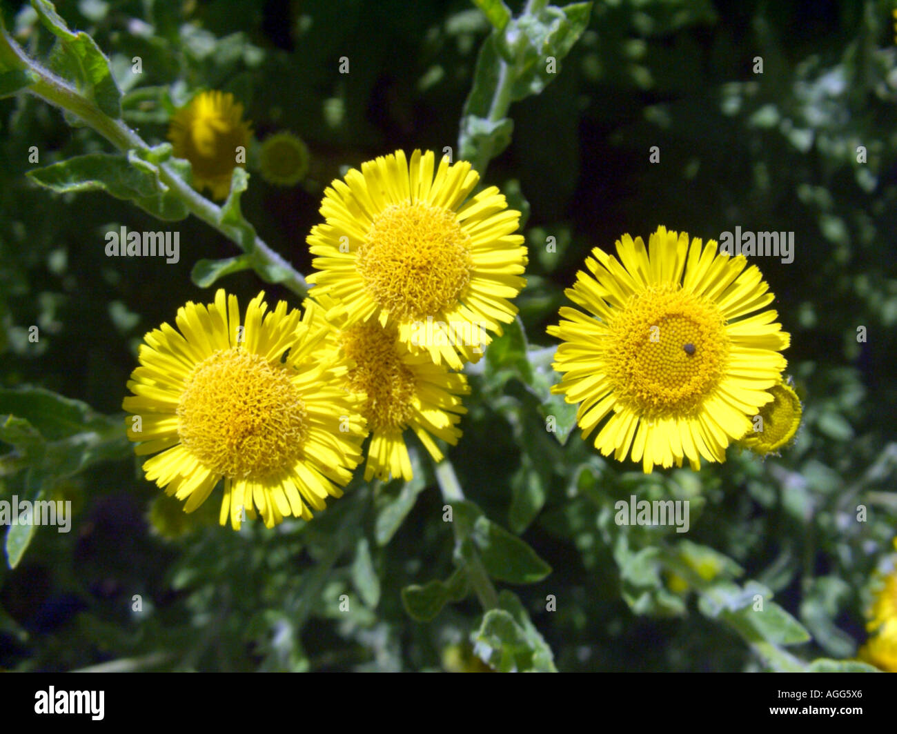 common fleabane (Pulicaria dysenterica), inflorescence (capitulum Stock ...