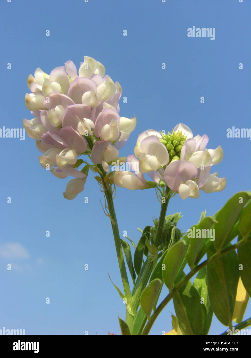 goat's rue (Galega officinalis), inflorescences against blue sky Stock ...