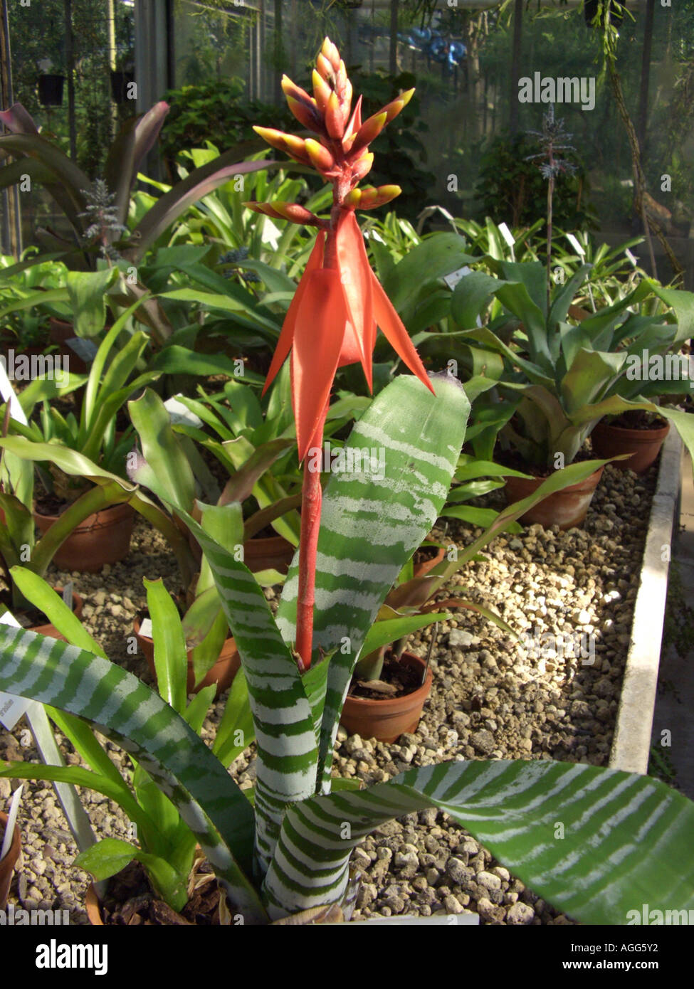 Aechmea chantinii (Aechmea chantinii), blooming Stock Photo - Alamy