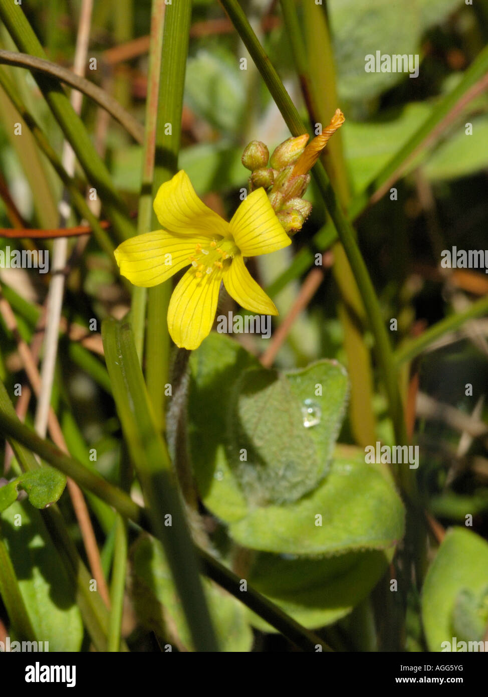 Marsh St John s wort, hypericum elodes Stock Photo - Alamy