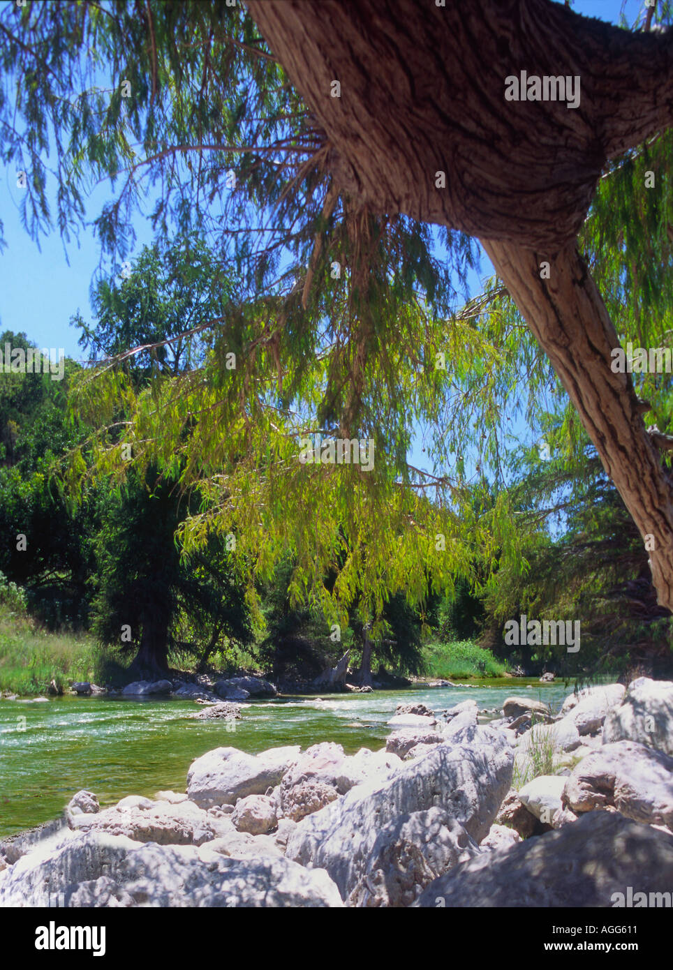 river tree overhang Perdernales Falls State Park Texas Stock Photo - Alamy