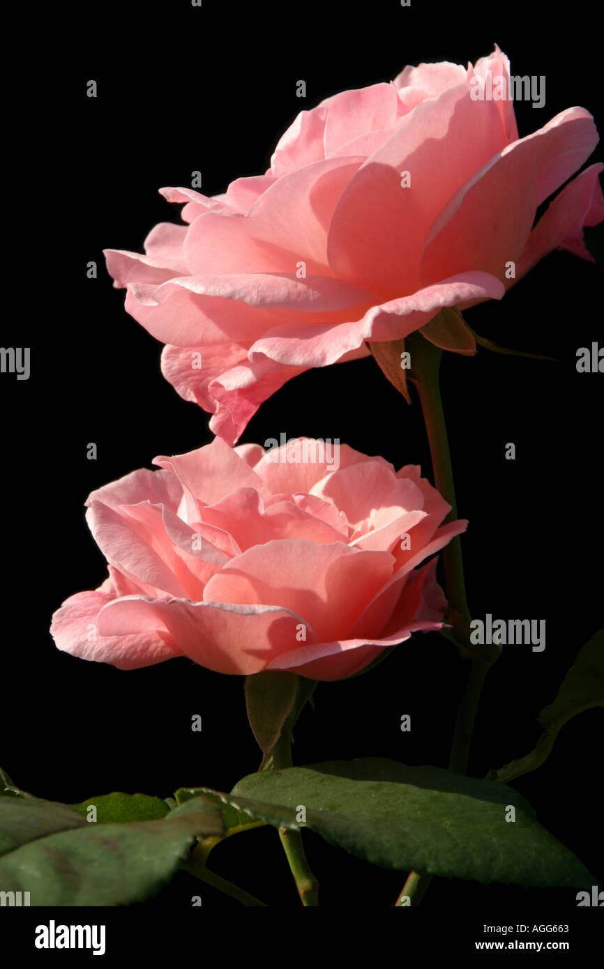 Queen elisabeth rose hi-res stock photography and images - Alamy