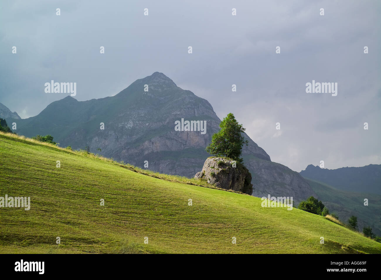 Tree and rock Stock Photo - Alamy