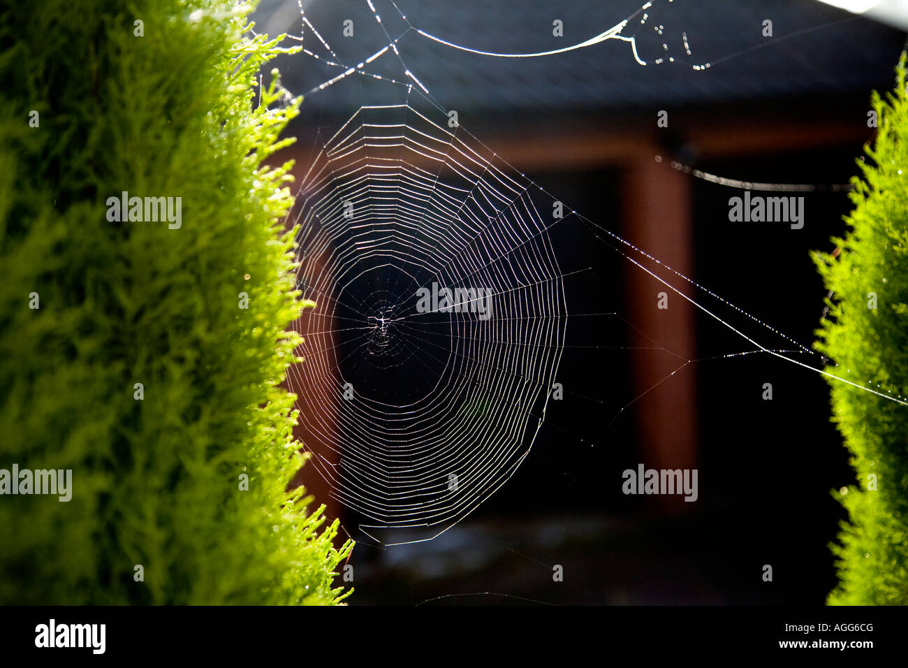 COBWEBS SHOW UP CLEARLY IN THE DAWN LOW LIGHT AND MOISTURE LADEN ...