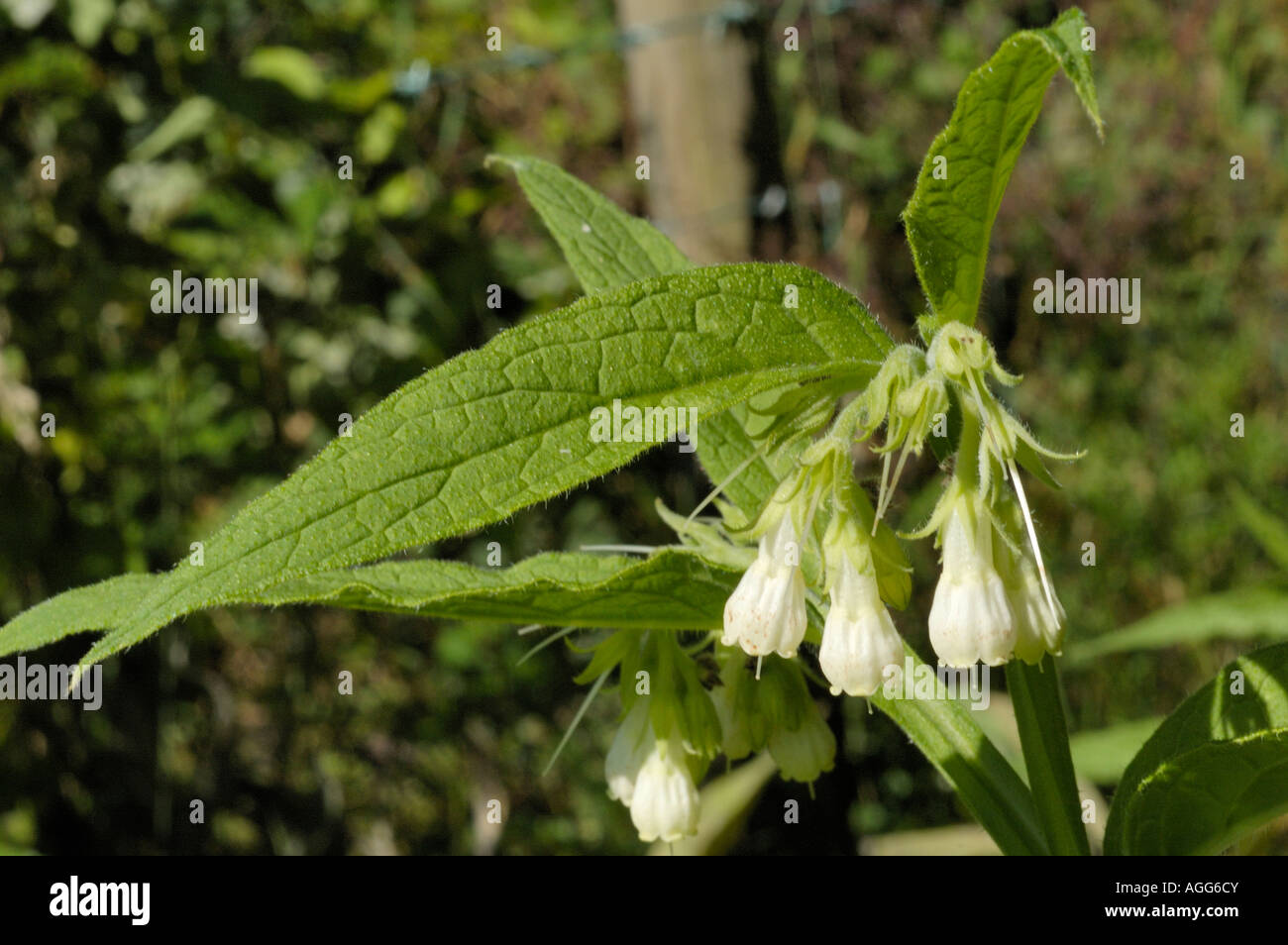 Common comphrey hi-res stock photography and images - Alamy