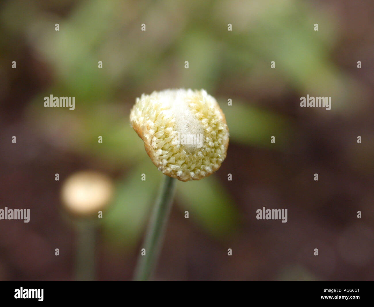 Syngonanthus chrysanthus mikado hi-res stock photography and images - Alamy