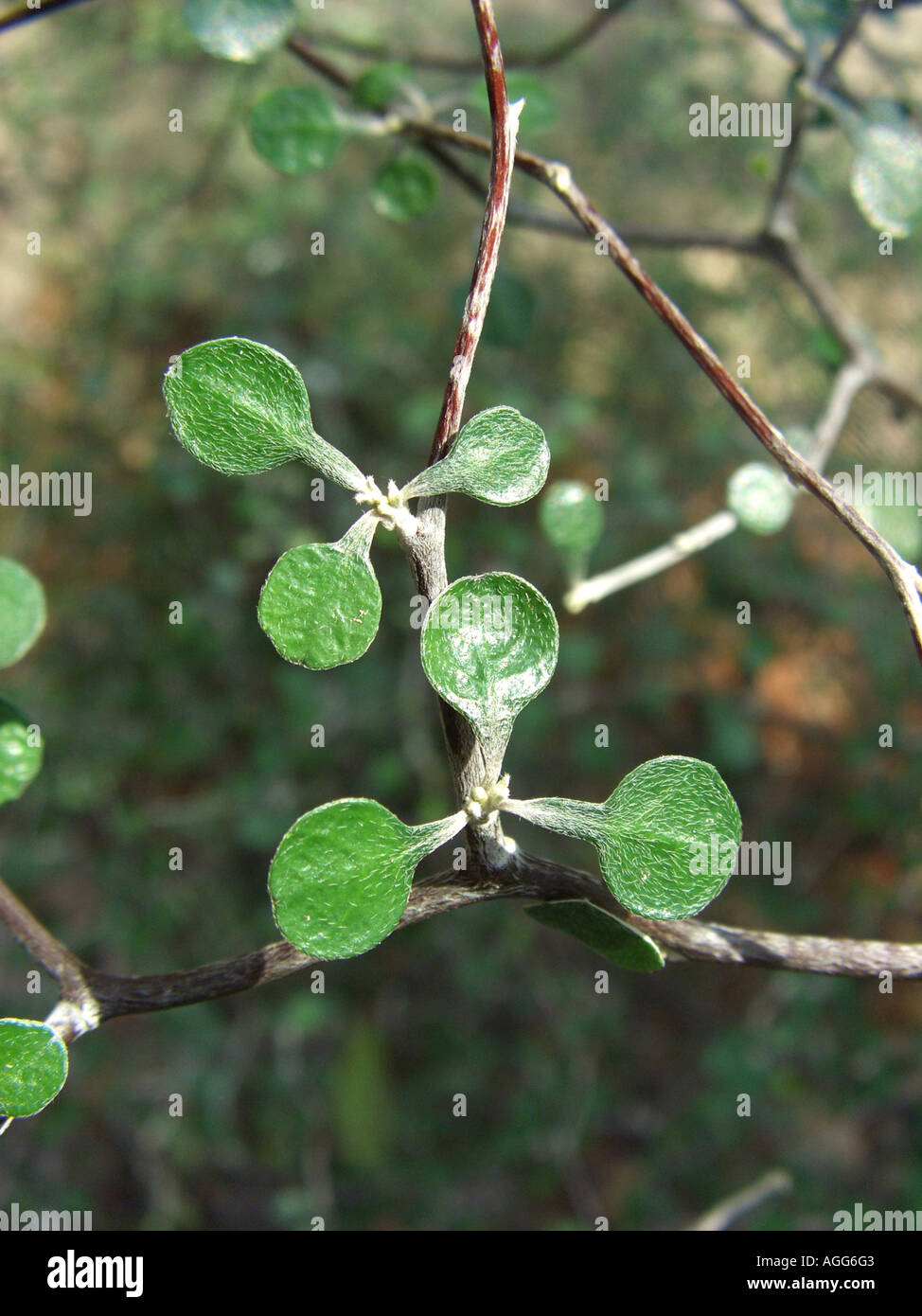 Wire Netting Bush (Corokia cotoneaster), twig with leaves Stock Photo ...