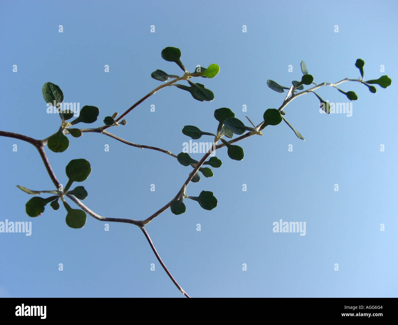 Wire Netting Bush (Corokia cotoneaster), twig against blue sky Stock ...