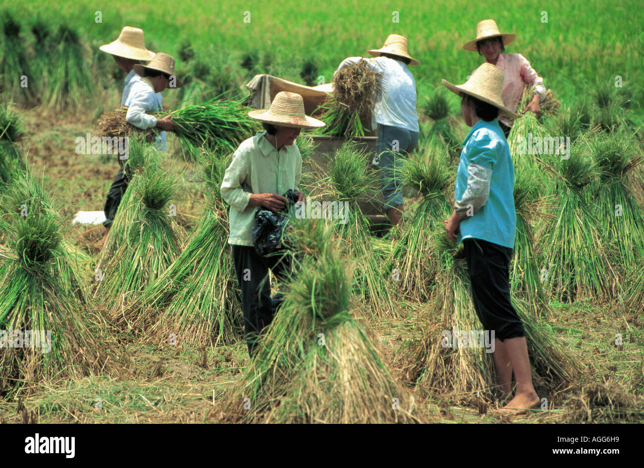 Women agriculture work hi-res stock photography and images - Alamy
