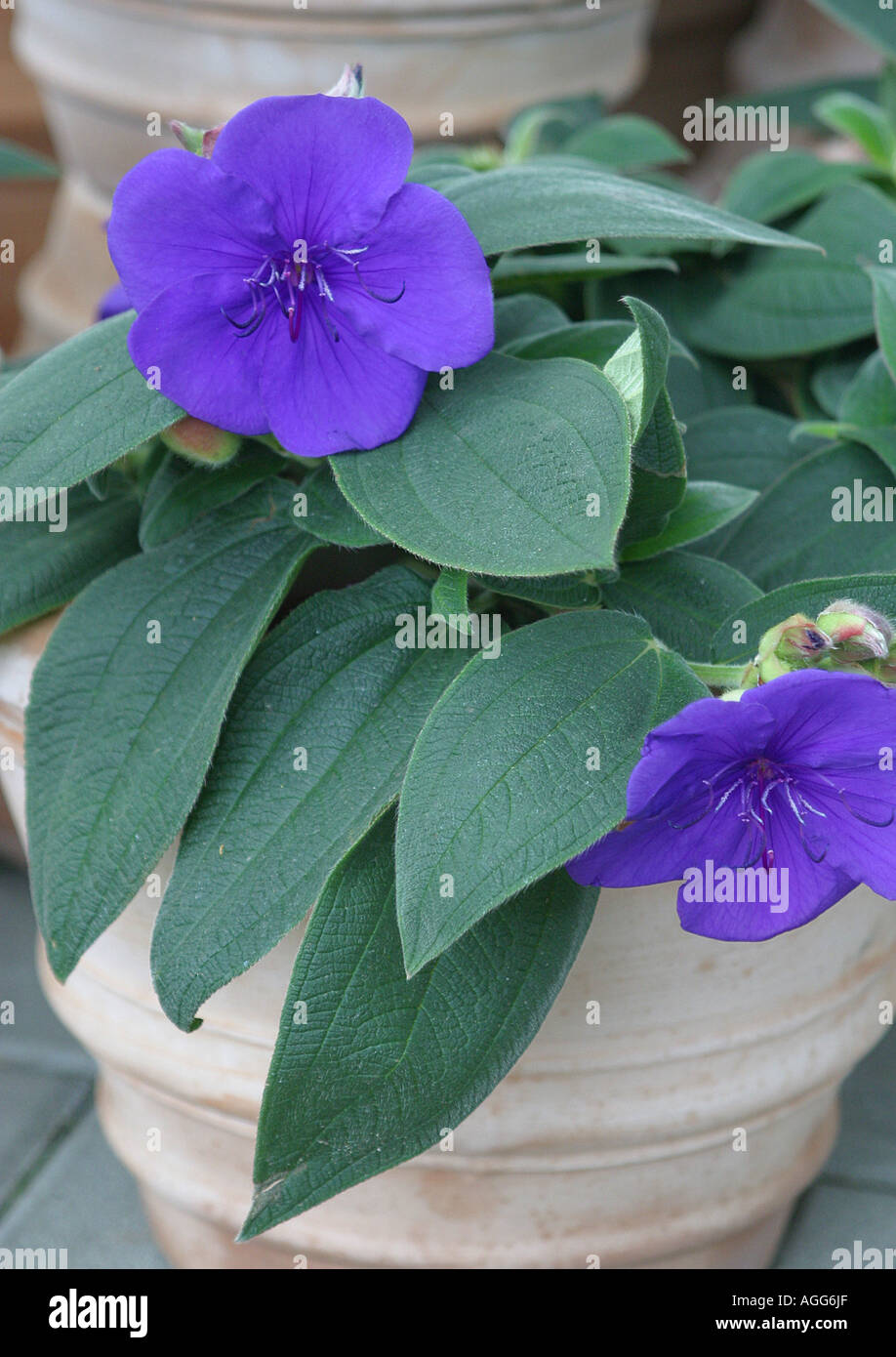 princess flower, glory bush (Tibouchina urvilleana), dwarf from ...