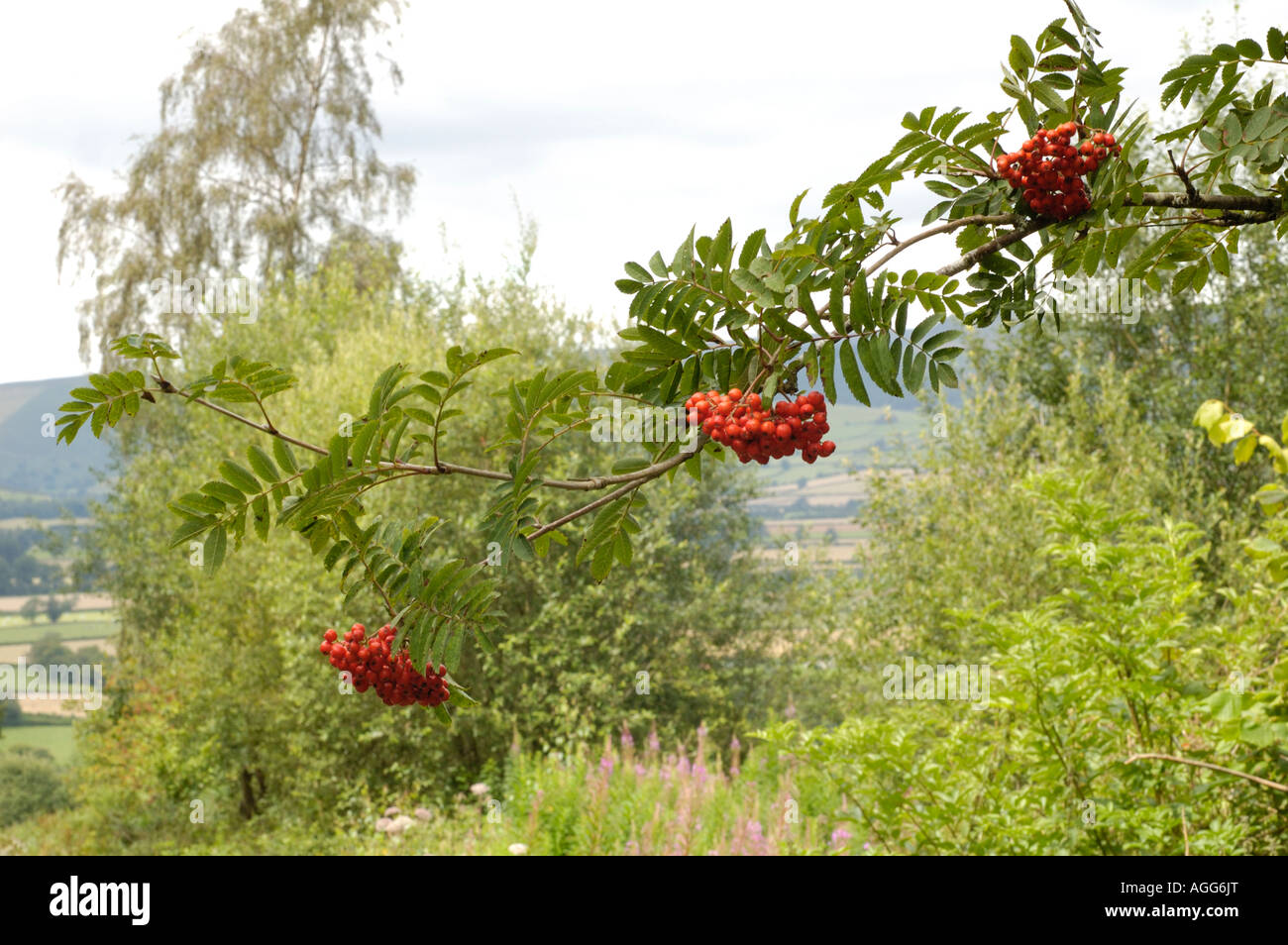 Rowan, sorbus aucuparia Stock Photo - Alamy