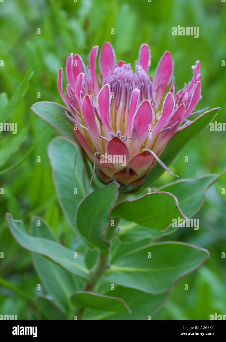 Protea seed hi-res stock photography and images - Alamy