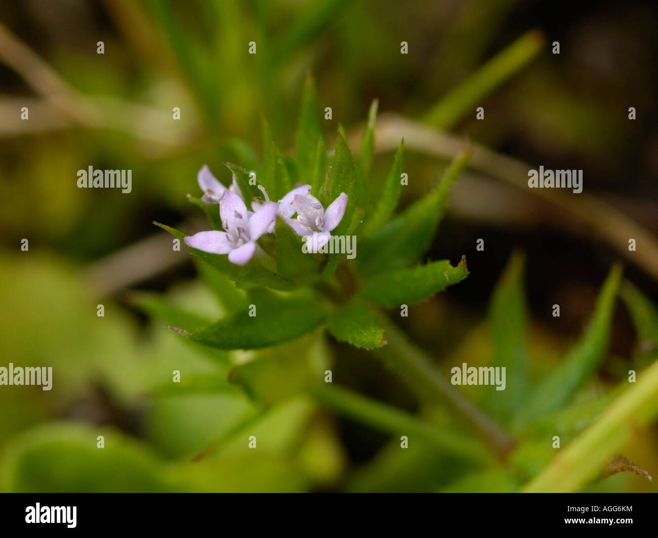 Field Madder, sherardia arvensis Stock Photo - Alamy