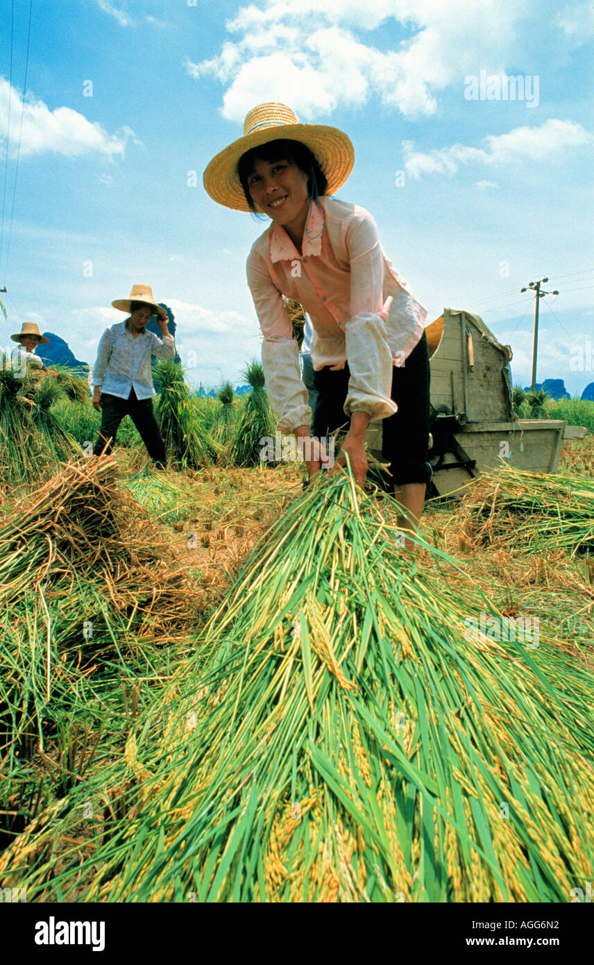 female farmer harvesting rice, Yangshuo, China Stock Photo - Alamy