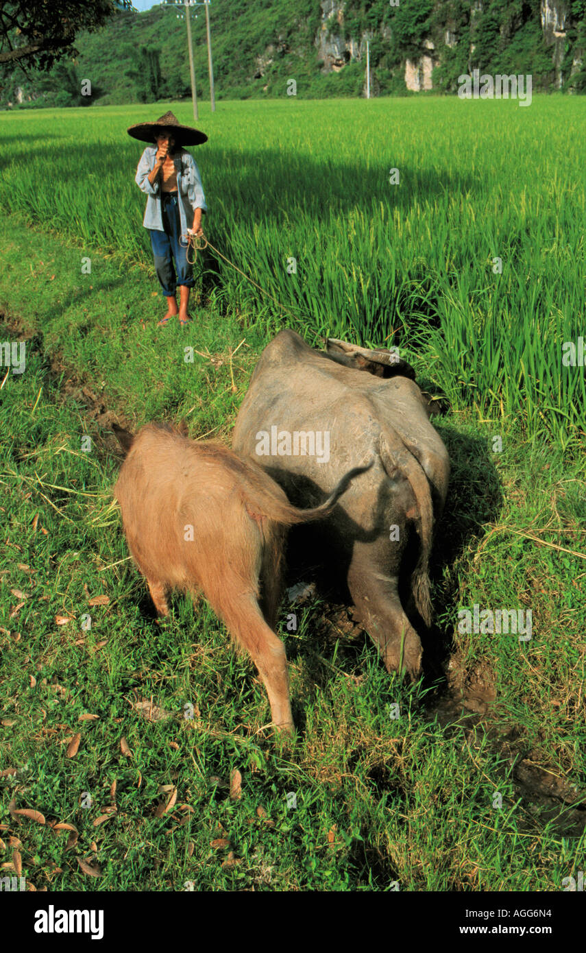 farmer and animals ploughing rice field, Yangshuo, China Stock Photo ...