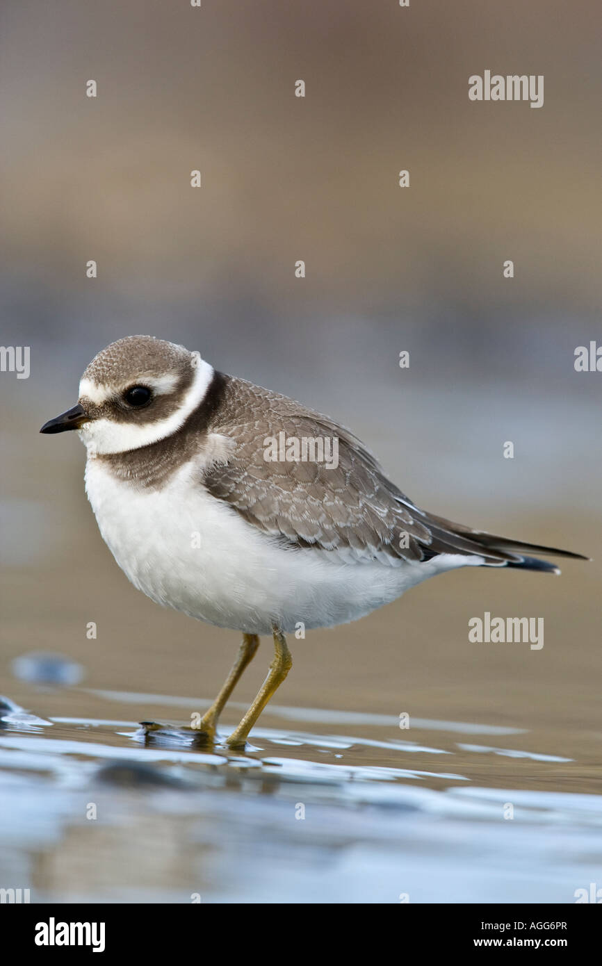 Ringed Plover Charadrius hiaticula in pool Stock Photo - Alamy