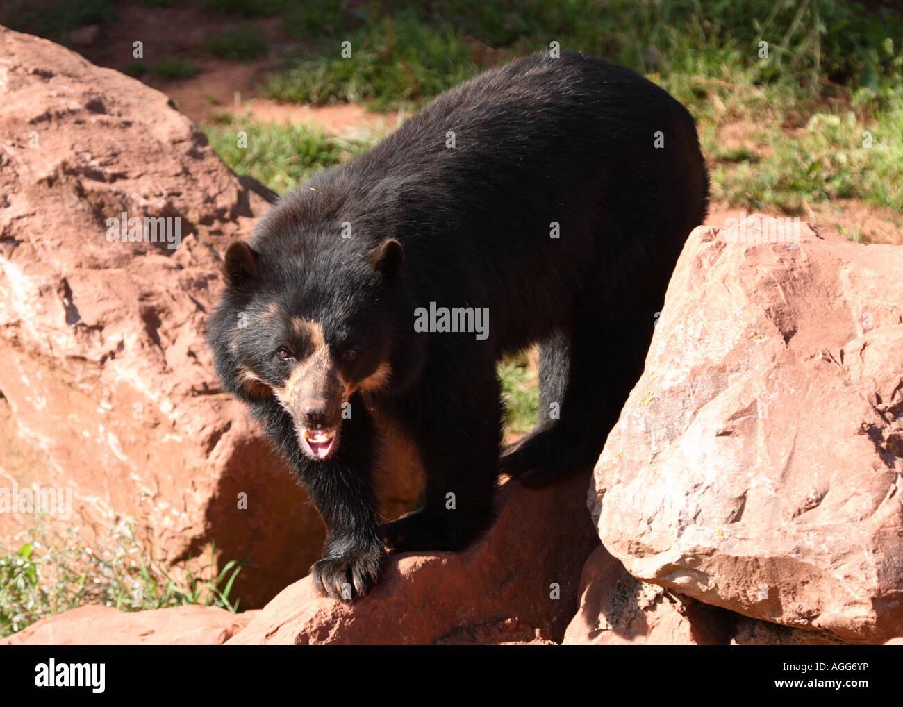 Spectacled bear claws hi-res stock photography and images - Alamy