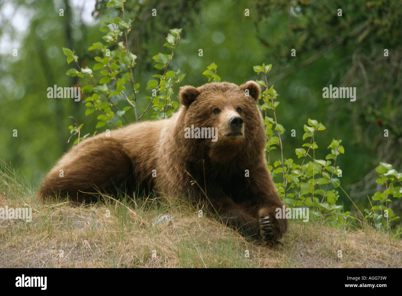 Hope for wildlife hi-res stock photography and images - Alamy