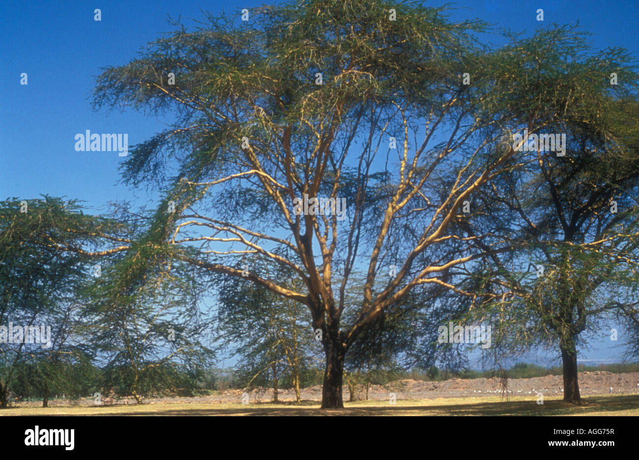 Fever acacia hi-res stock photography and images - Alamy