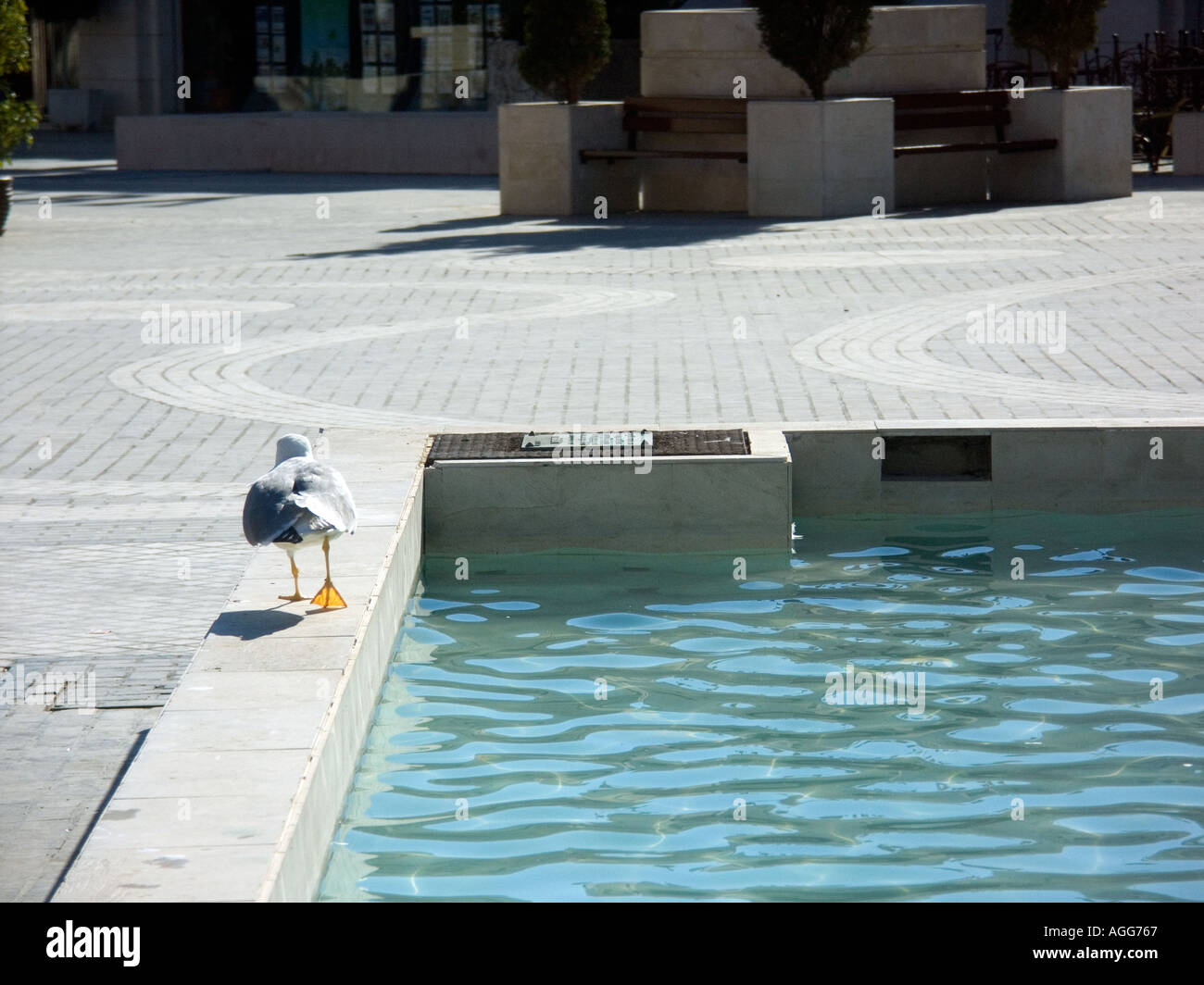 Common Gull Larus canus using a town fountain pool Puerto Banus Costa ...