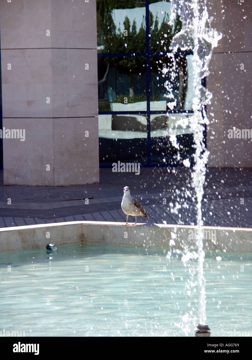Sea Gull using a town fountain pool Puerto Banus Costa del Sol Spain ...
