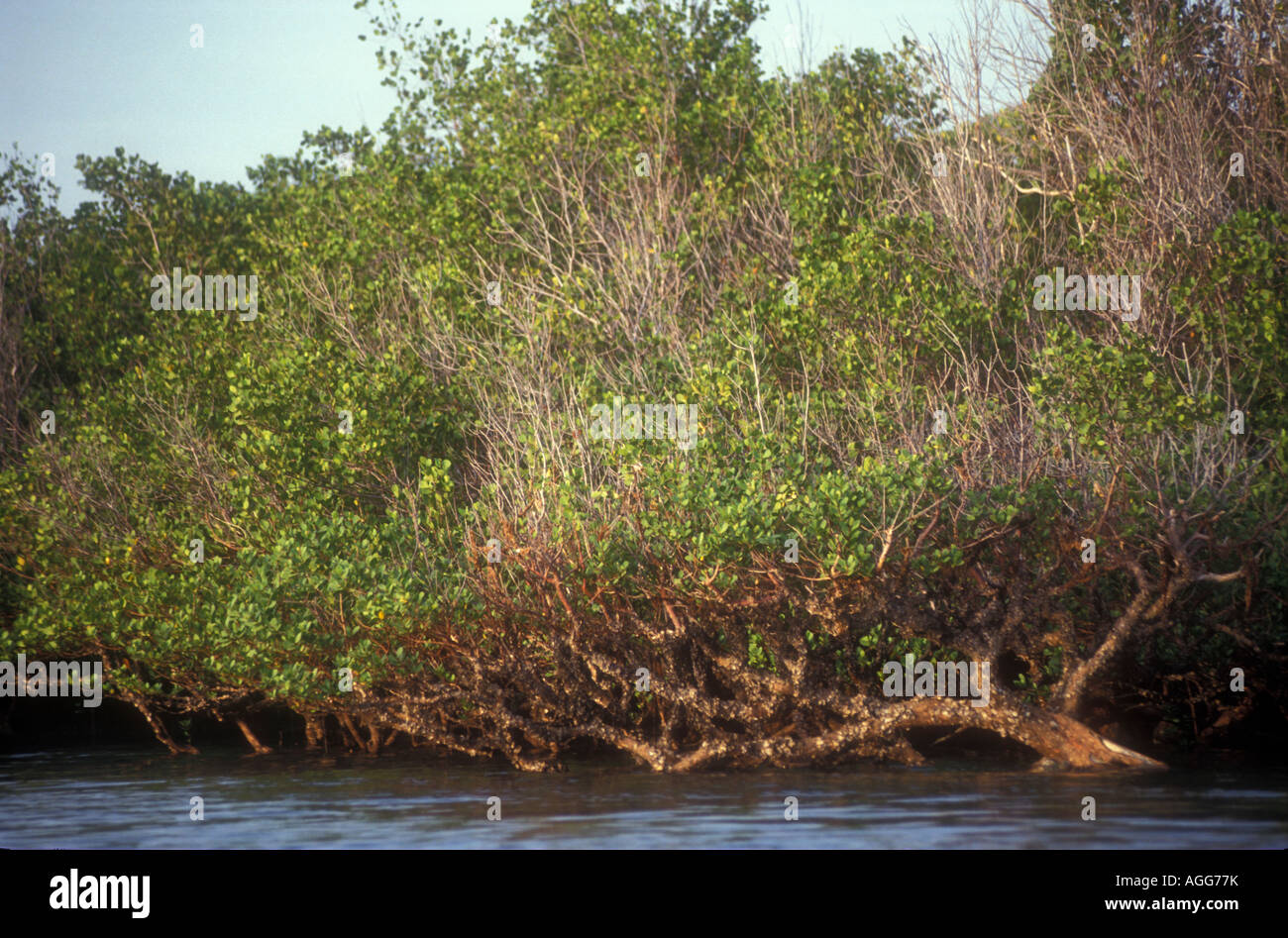 Mangrove vegetation in Rufiji river, Tanzania Stock Photo - Alamy