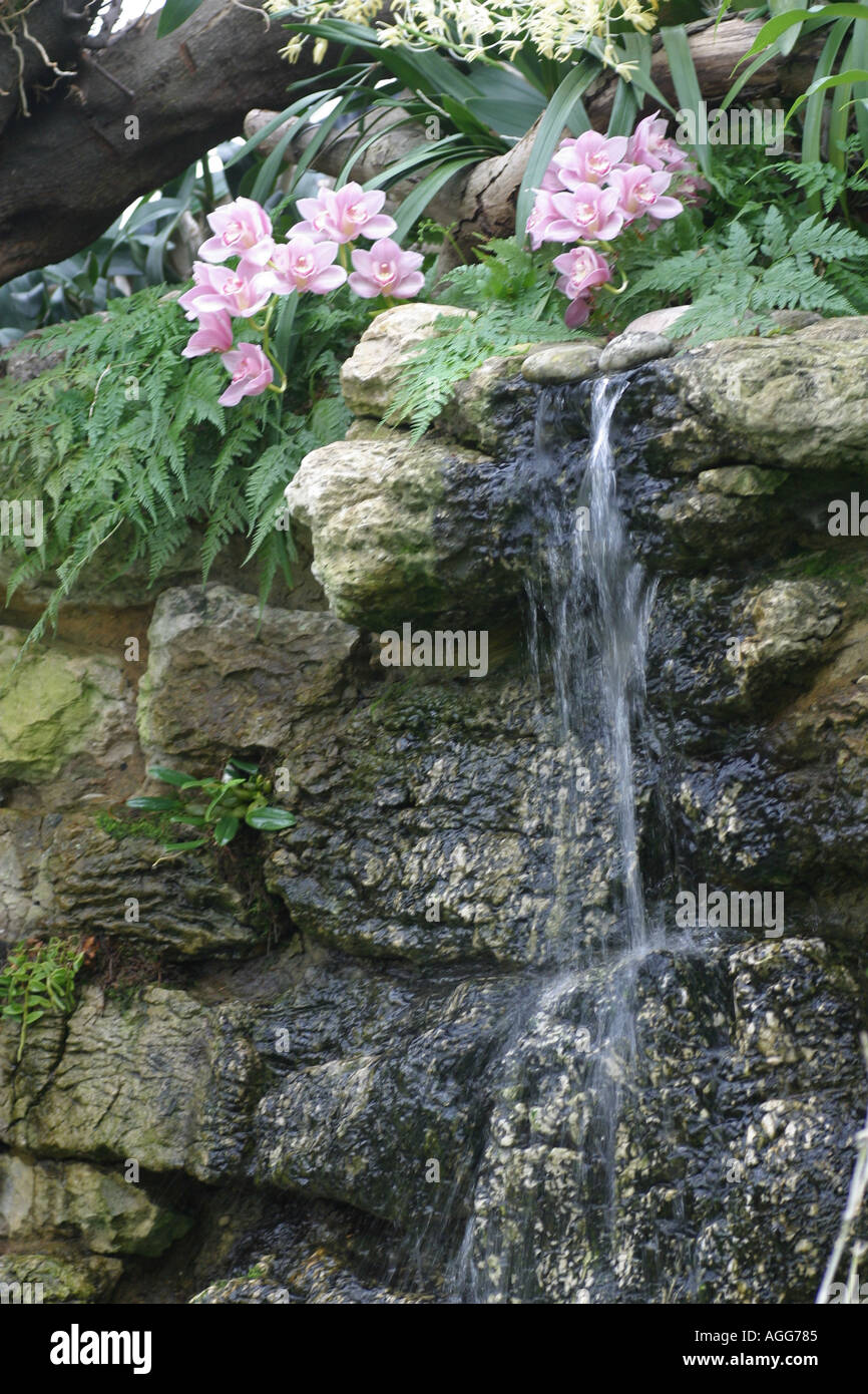 Orchids display with waterfall Stock Photo - Alamy