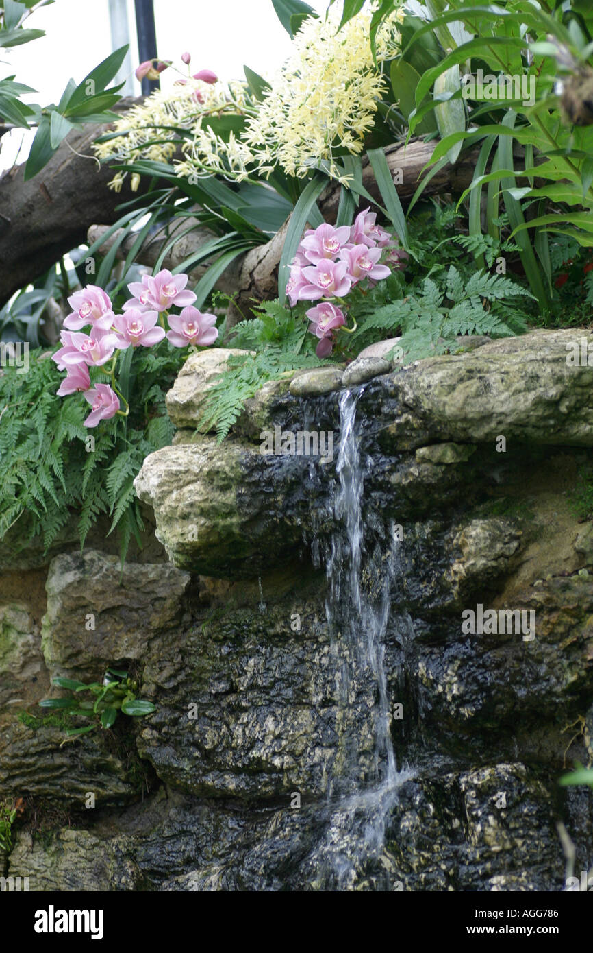 Orchids display with waterfall Stock Photo - Alamy
