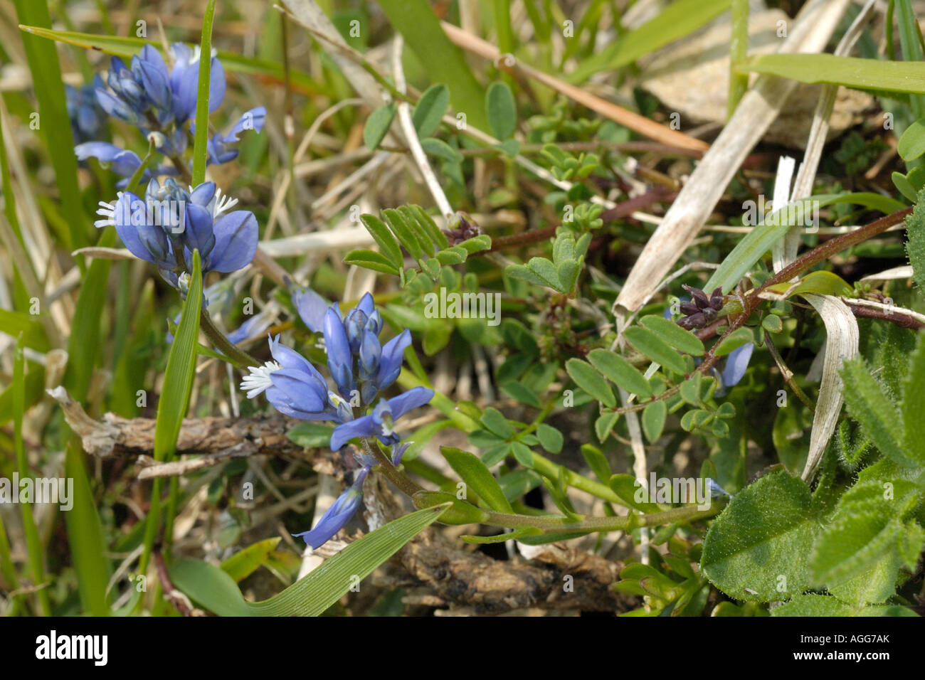 Blue chalk milkwort hi-res stock photography and images - Alamy