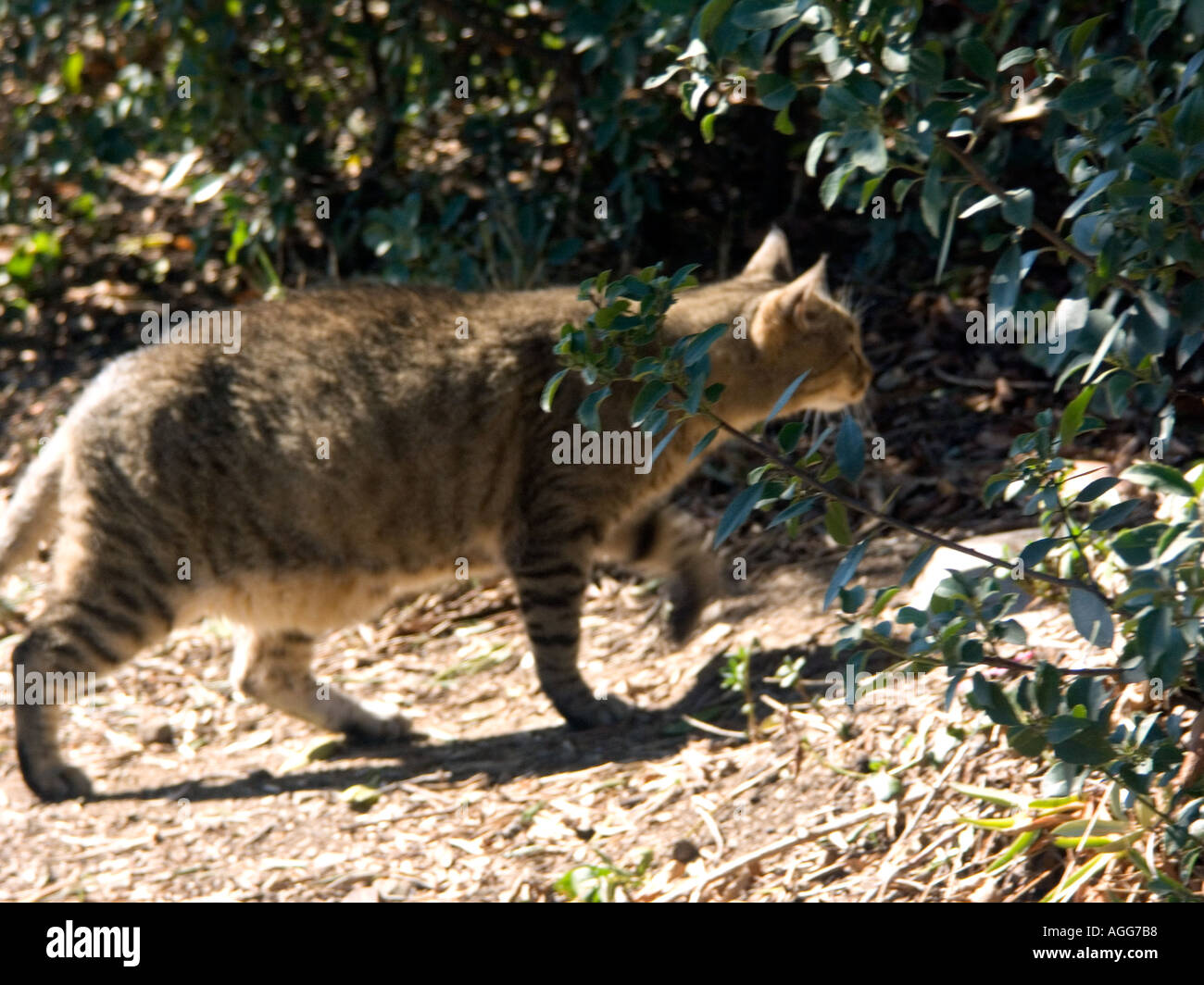 Male felines hi-res stock photography and images - Alamy