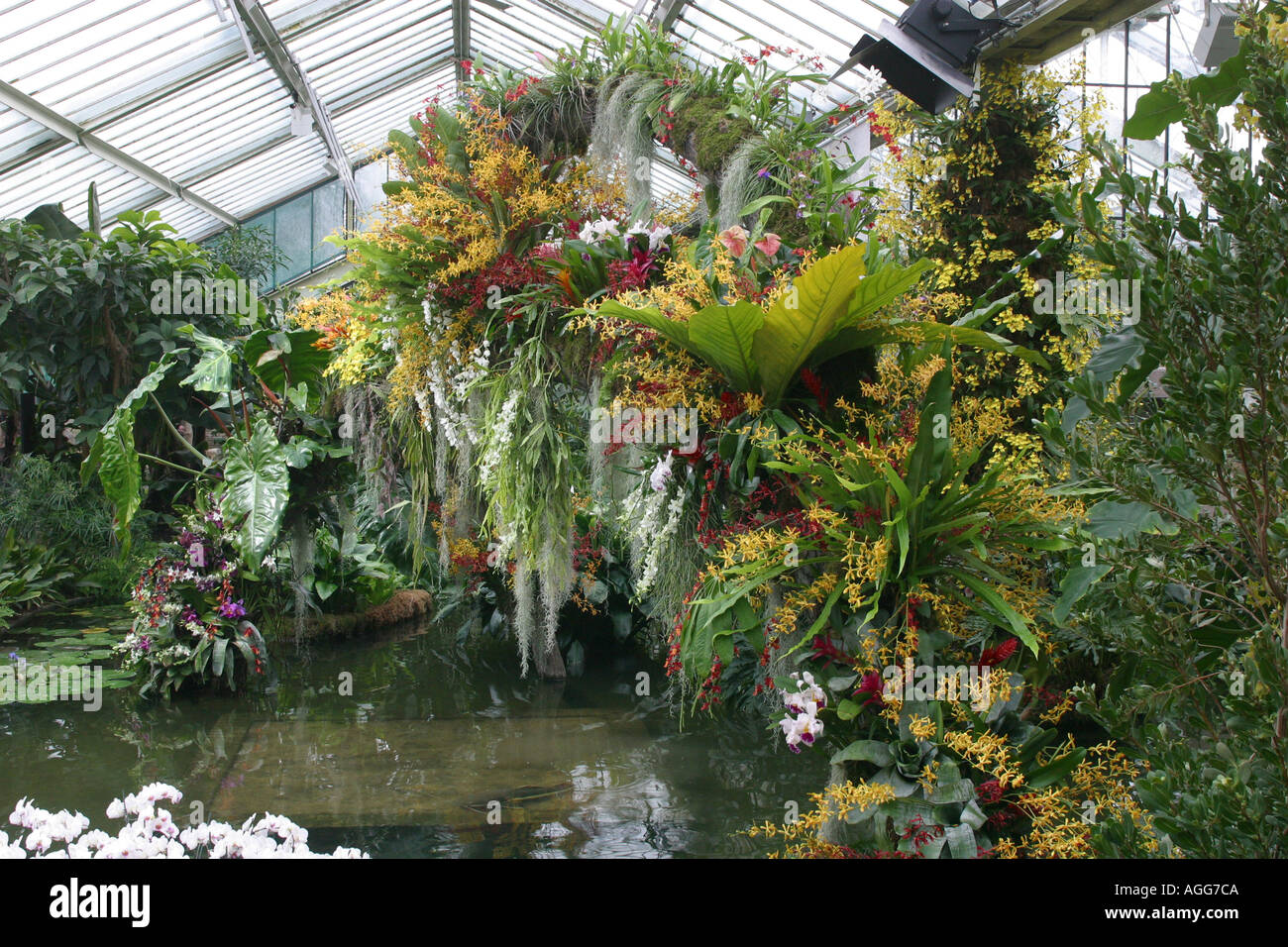 Orchids display in glasshouse Stock Photo - Alamy