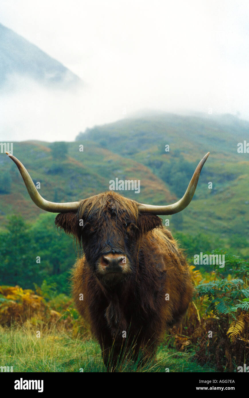 Highland cow Ben Nevis Scotland Stock Photo - Alamy