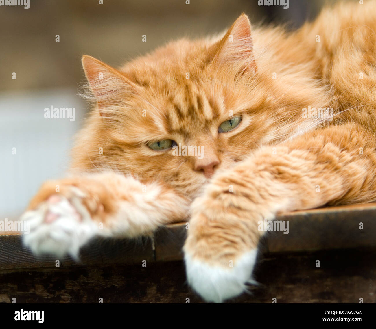 Tom cats hi-res stock photography and images - Alamy