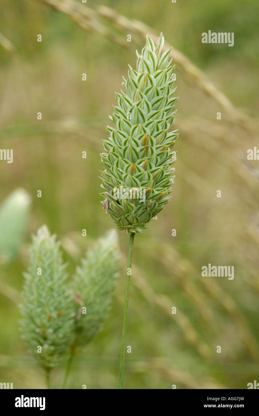 Canary grass, phalaris canariensis Stock Photo - Alamy