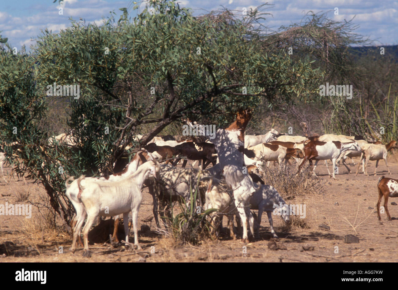 Goats in dry area, West Pokot, Kenya Stock Photo - Alamy