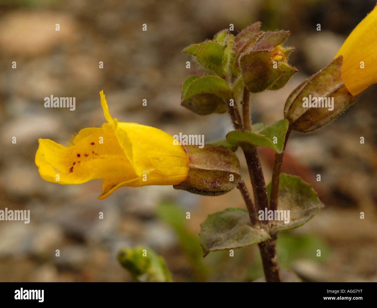 Monkeyflower, Mimulus guttatus Stock Photo - Alamy