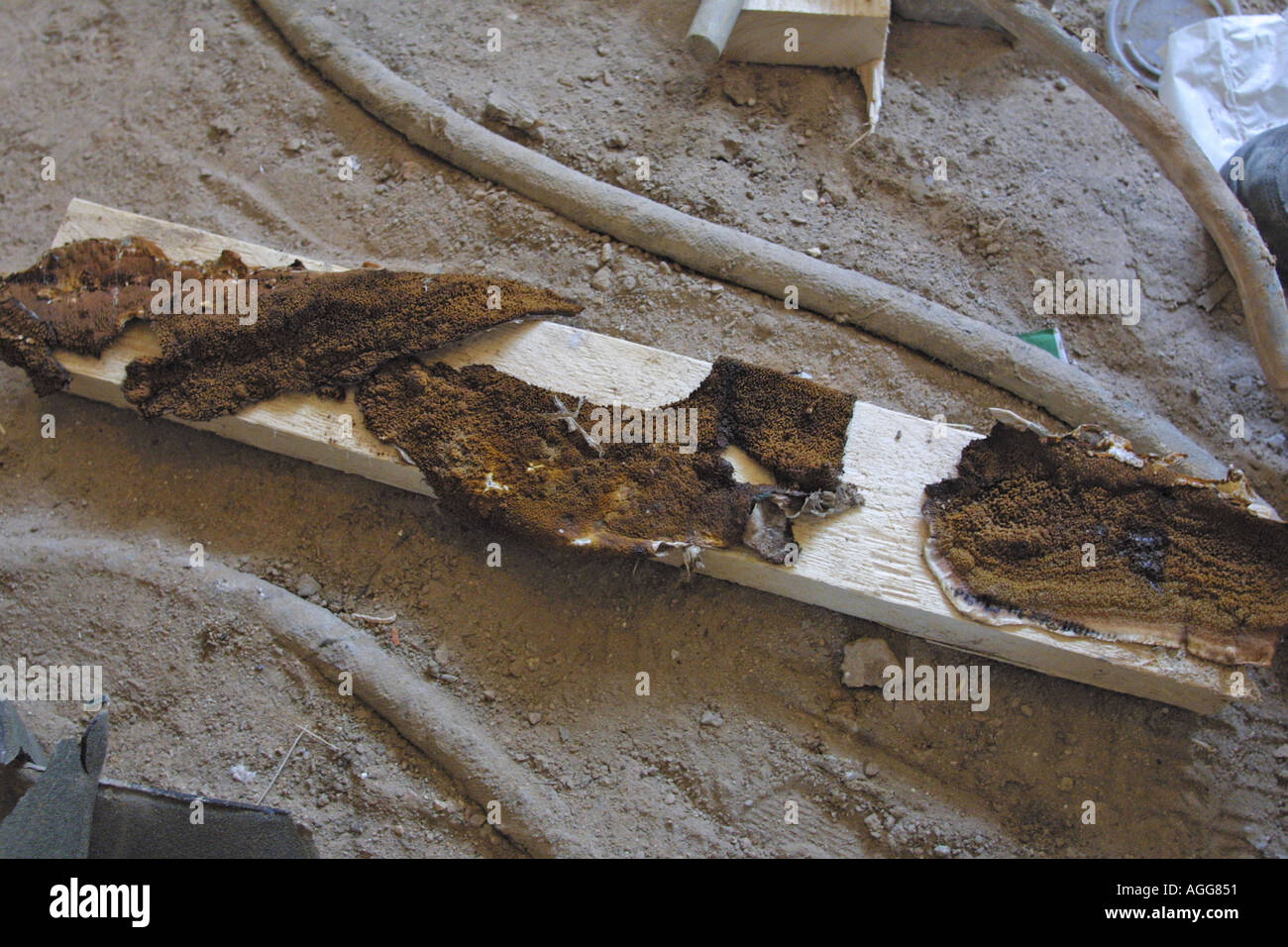 House repairs after finding damp and dry rot - infected joist Stock ...