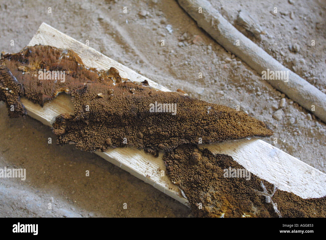 House repairs after finding damp and dry rot - infected joist Stock ...