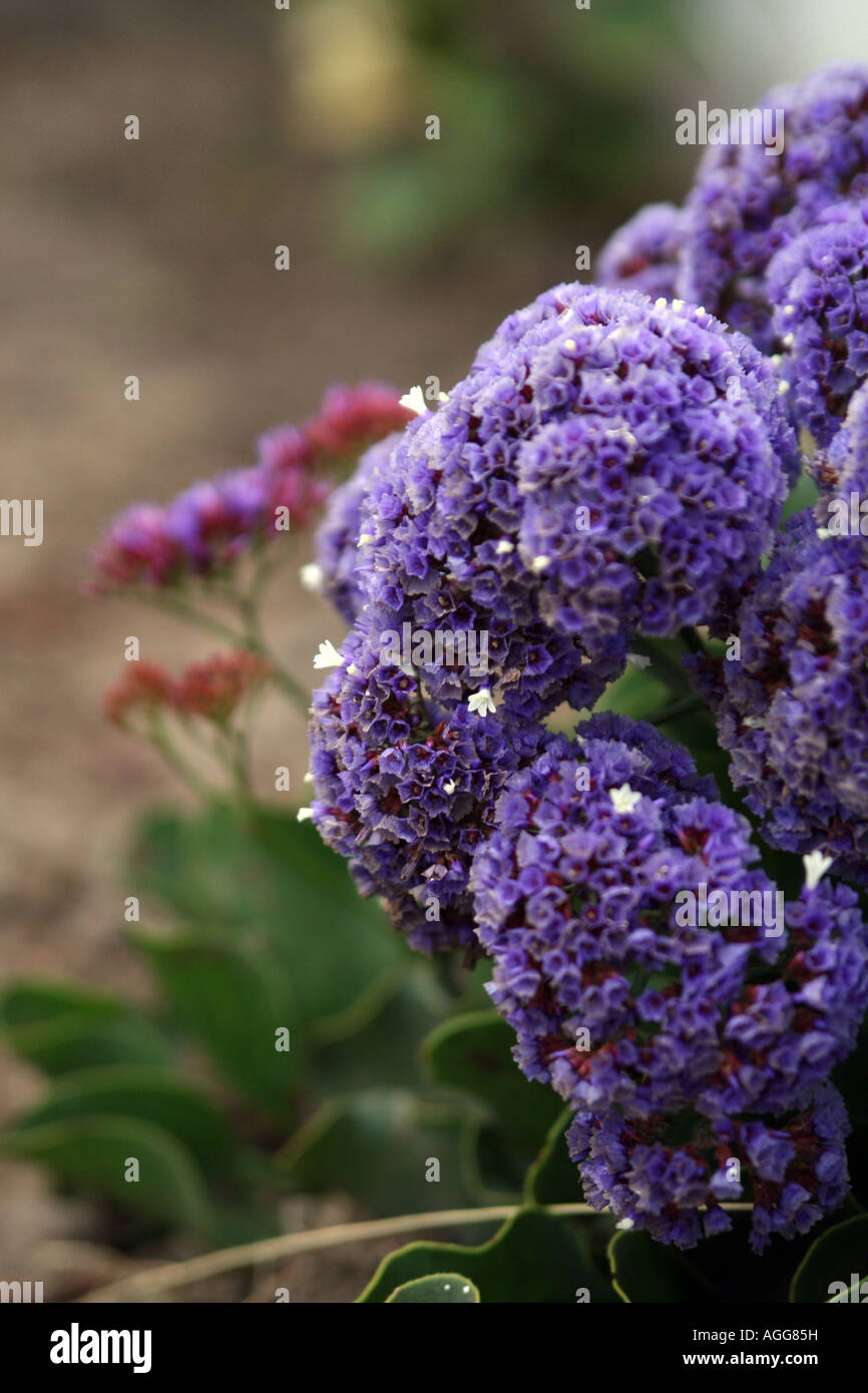 Closeup photo of a plant with purple flowers common along the coast of ...