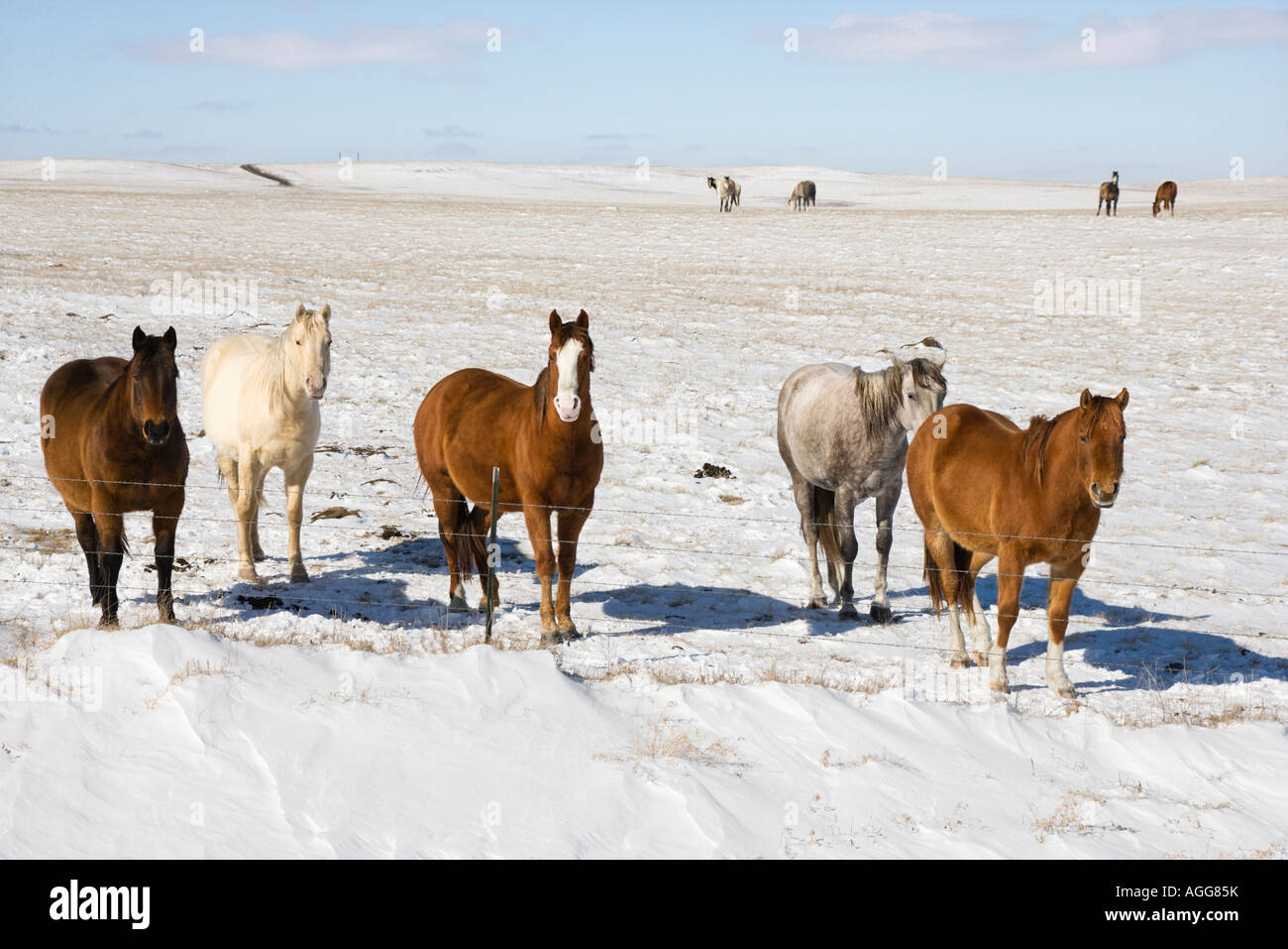 Horses in snowy pasture Stock Photo - Alamy
