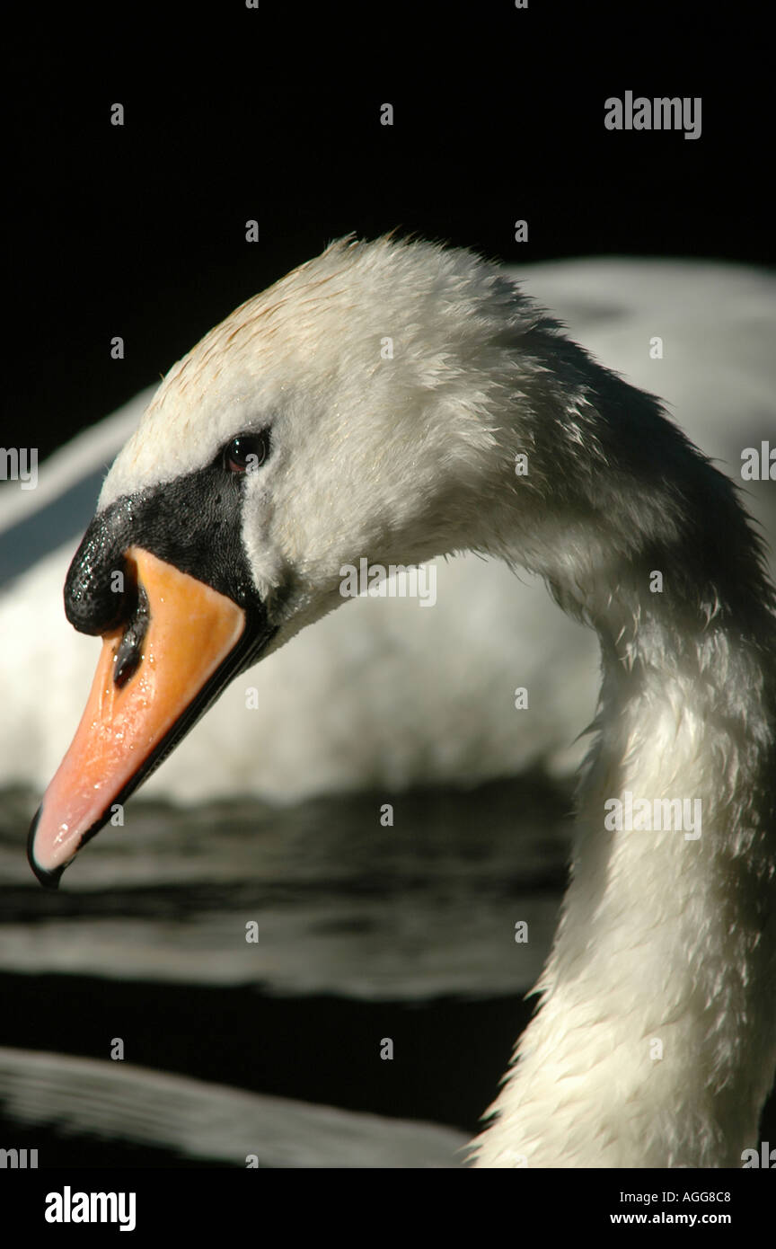 Mute Swan in bright sun light against dark background with another swan ...