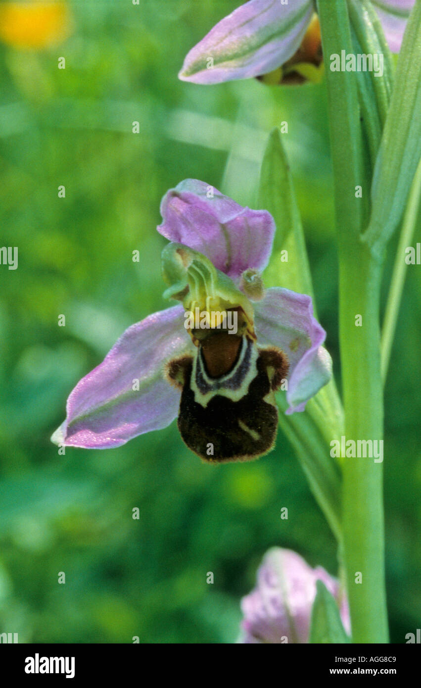 Chalk loving species hi-res stock photography and images - Alamy