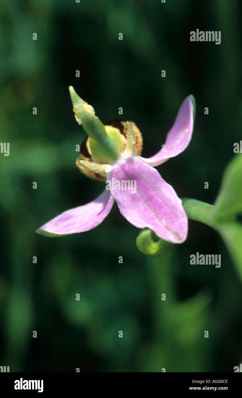 Apri hi-res stock photography and images - Alamy