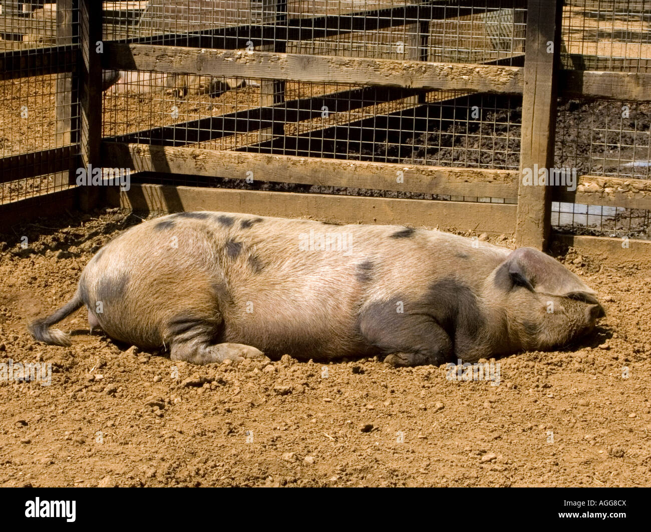 Black sleeping pig hi-res stock photography and images - Alamy