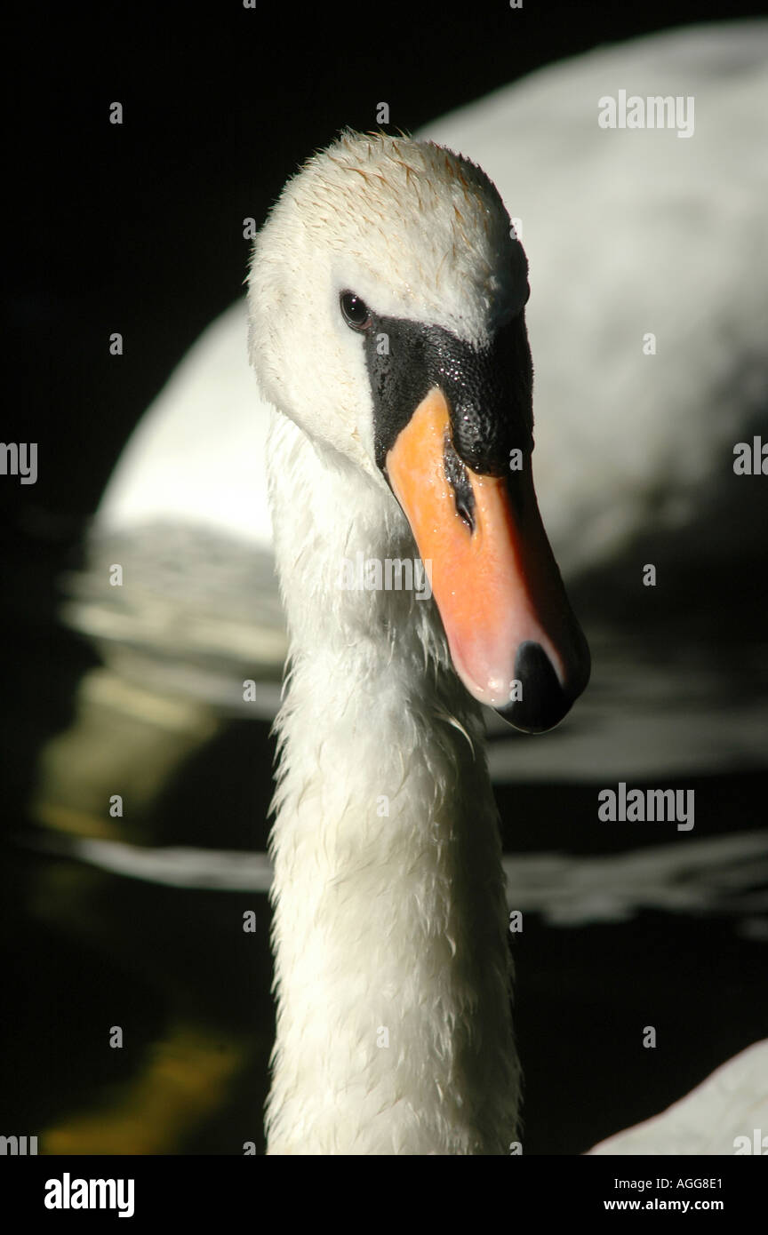 Swan neck shadow hi-res stock photography and images - Alamy